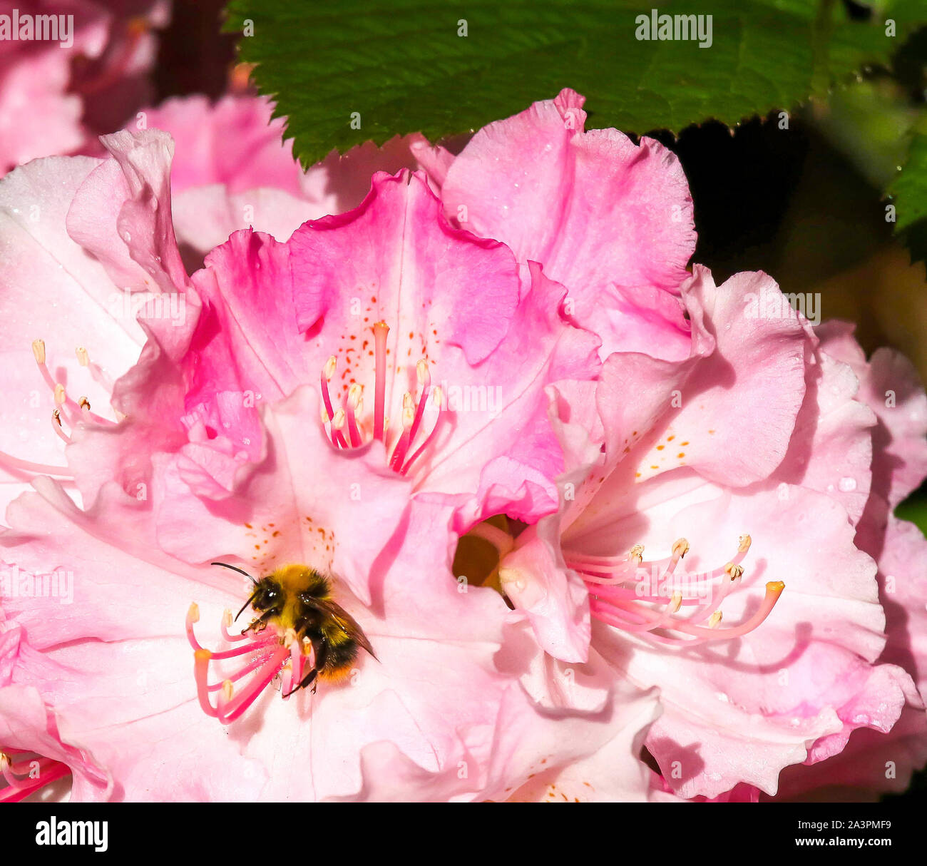 Early bumblebee gathering nectar hi-res stock photography and images ...