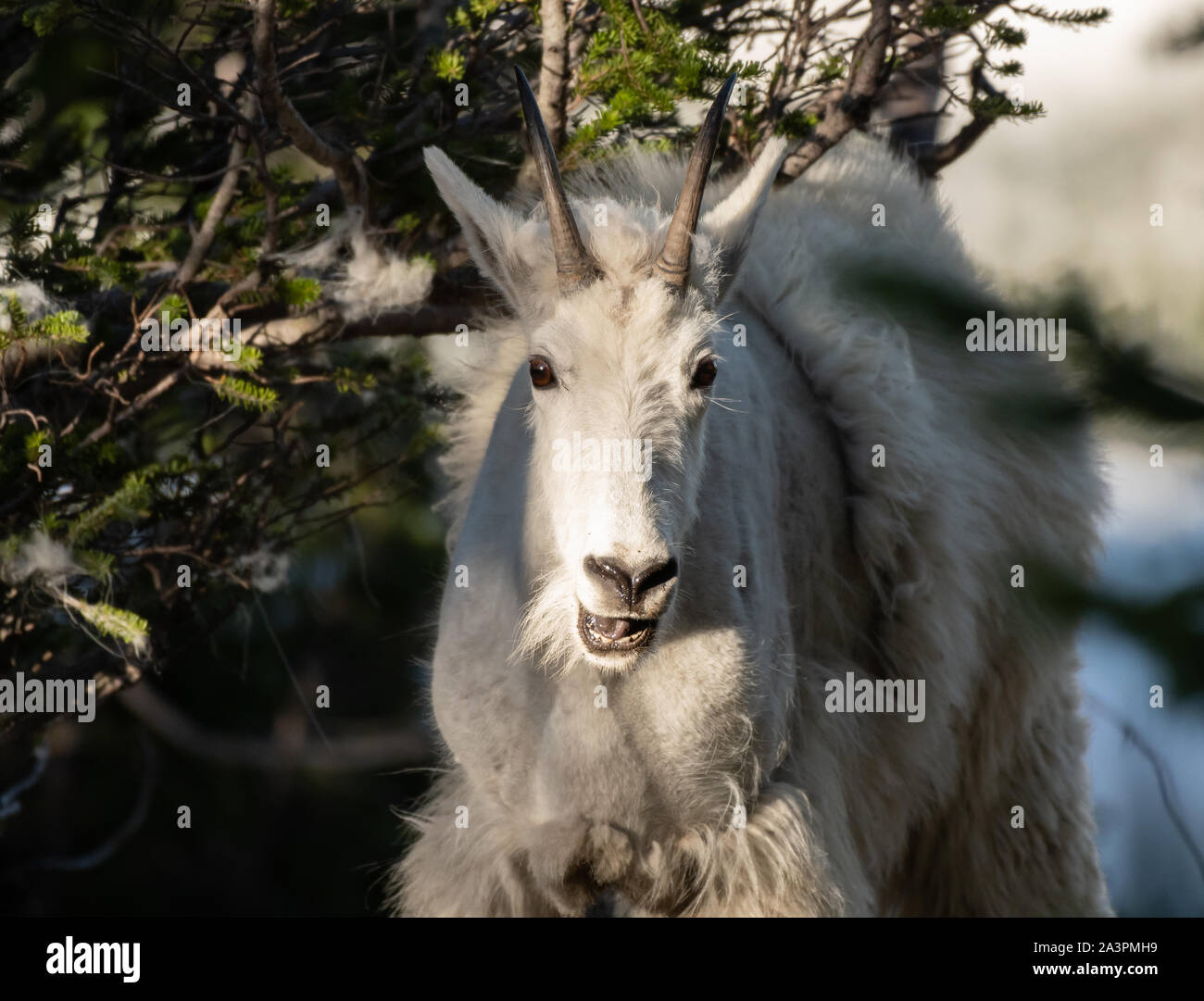 Goat eating shrub hi-res stock photography and images - Alamy