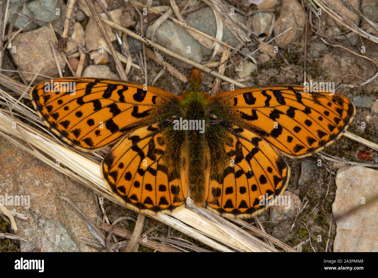 Pearl-bordered Fritillary (Boloria euphrosyne) sunbathing on the ground ...