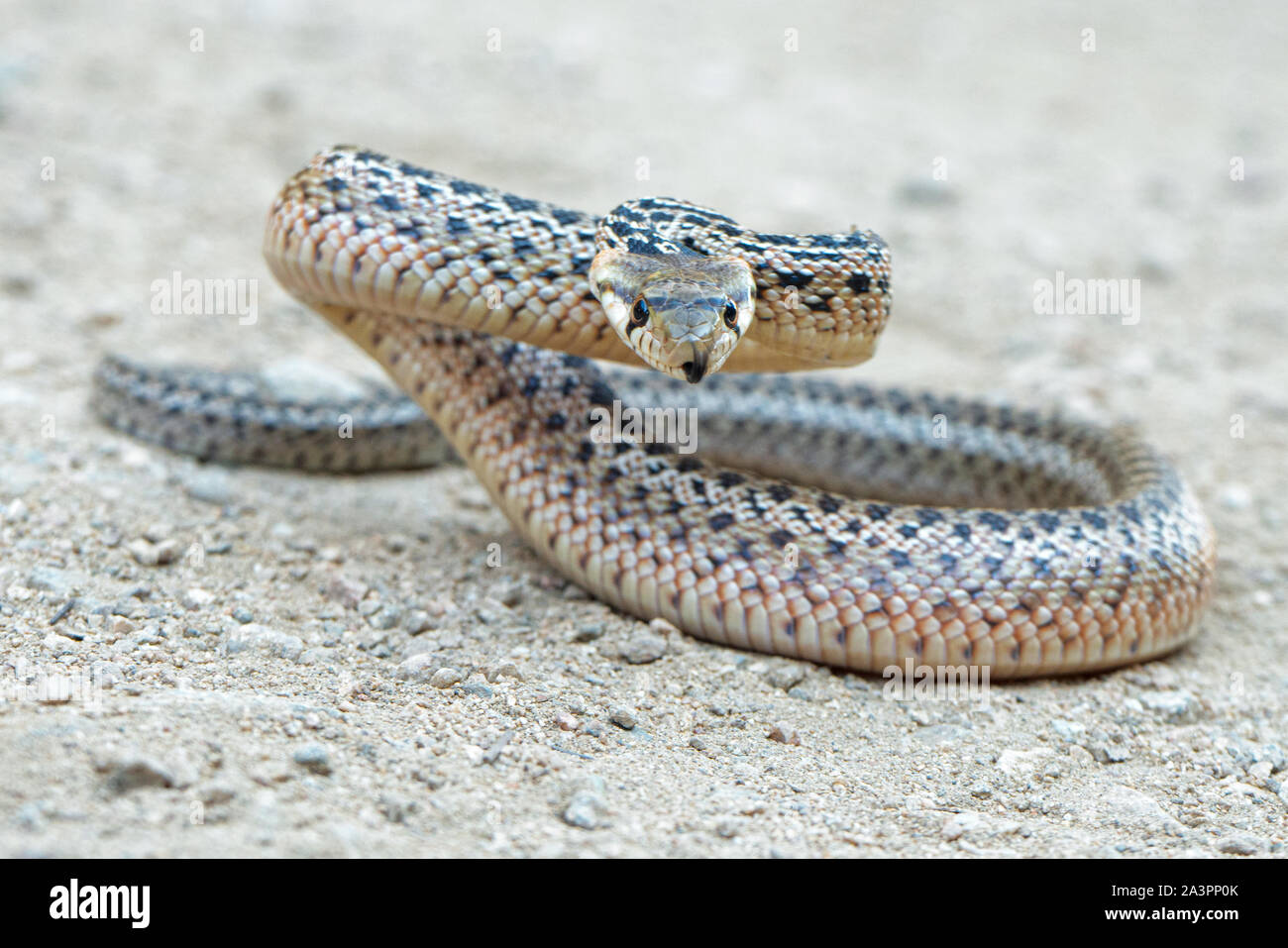 Gopher snake hi-res stock photography and images - Alamy