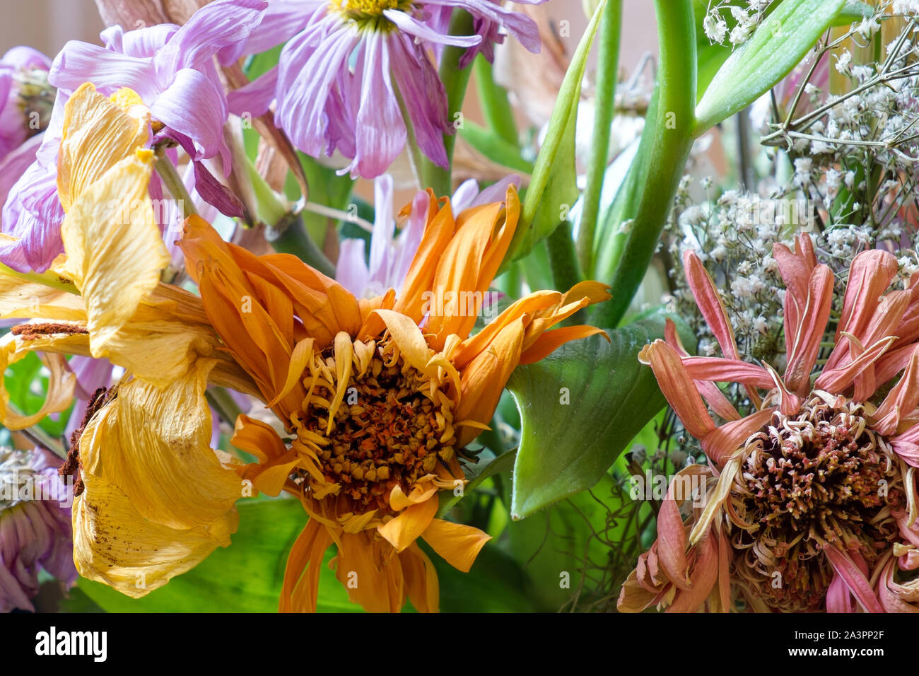 Wilted blooms hi-res stock photography and images - Alamy