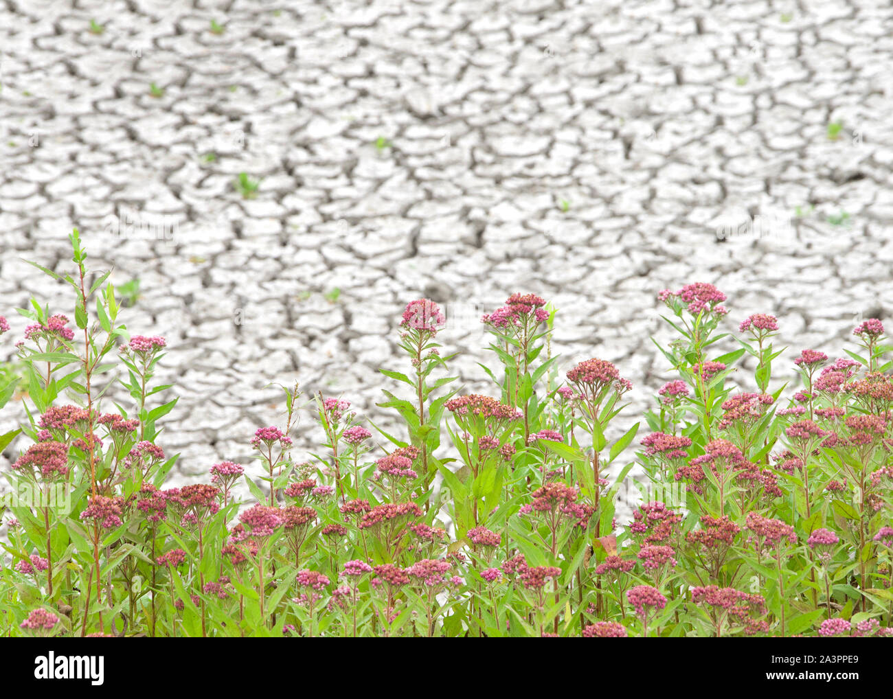 Swamp milkweed growing in drought parched marshland. Also called rose ...