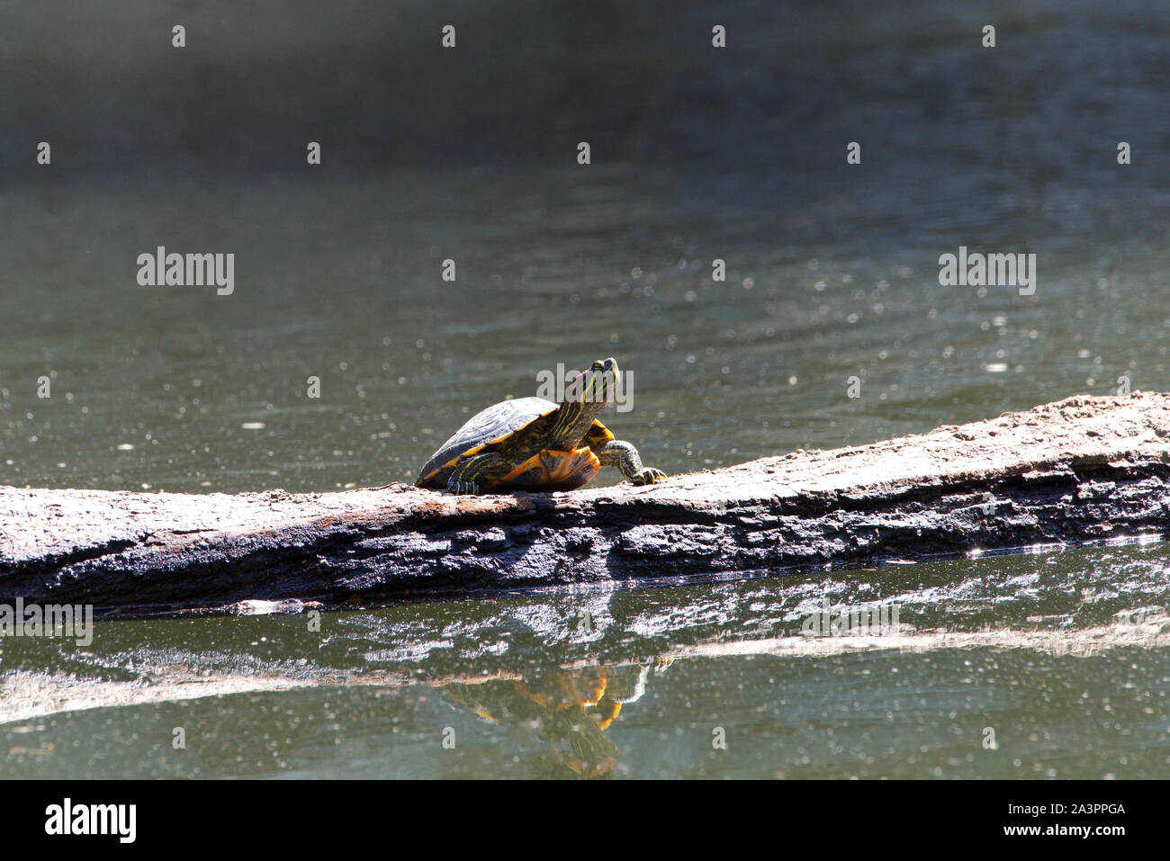 one slider turtle sunning on a log floating in the water, looking to viewers right. also known ...