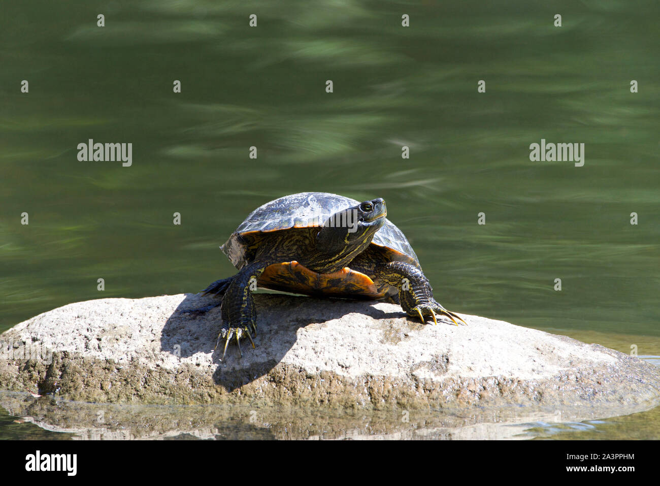 One slider turtle sunning on a rock, looking to viewers right. also ...