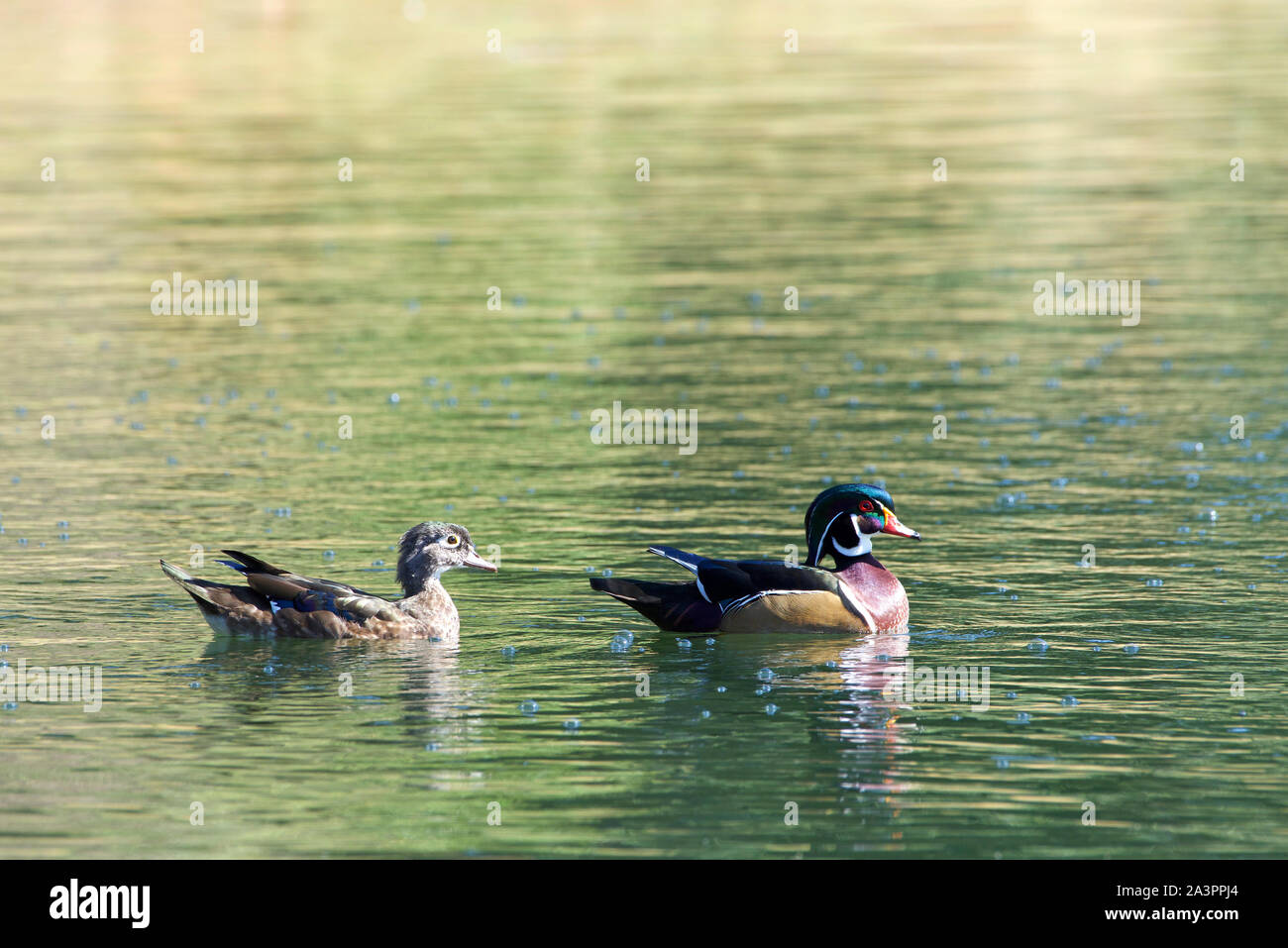 Species of perching duck hi-res stock photography and images - Alamy