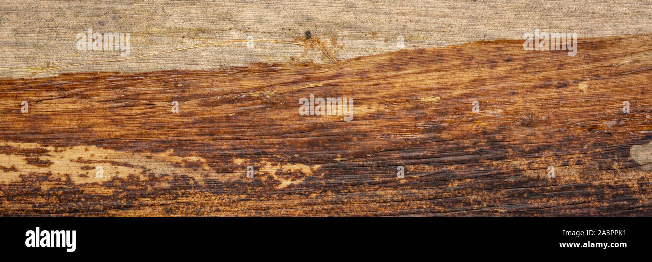 Thai banana paper background, Banana Plank Paper is created by piecing ...