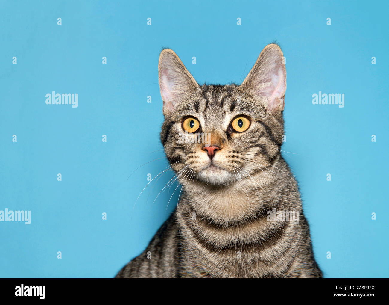 Cat Looking To The Left