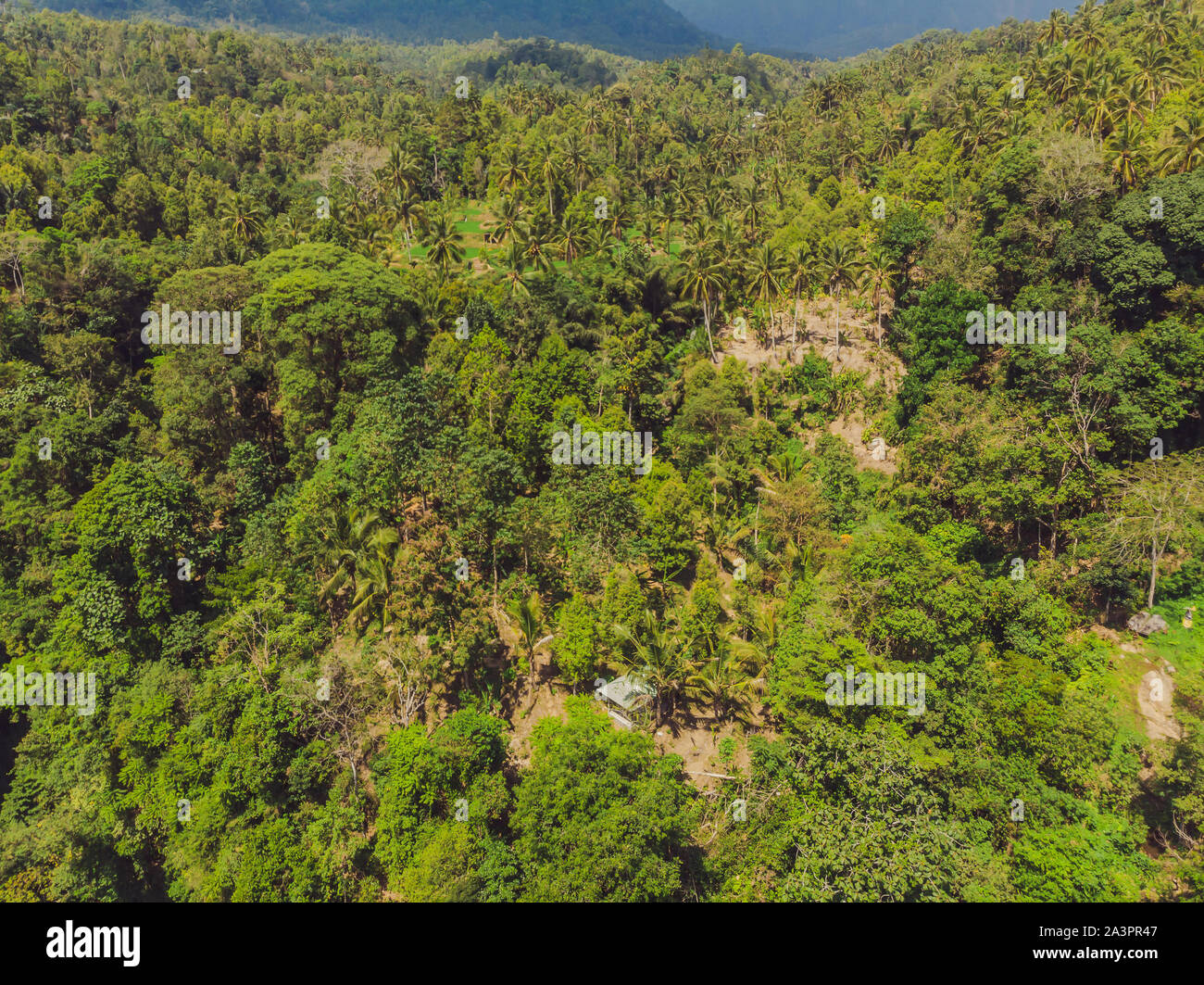 Tropical jungle of bali. Forest and mountain Stock Photo - Alamy