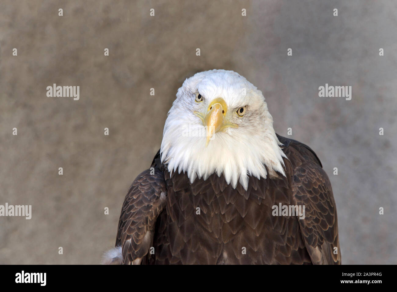 Bald head behind hi-res stock photography and images - Alamy
