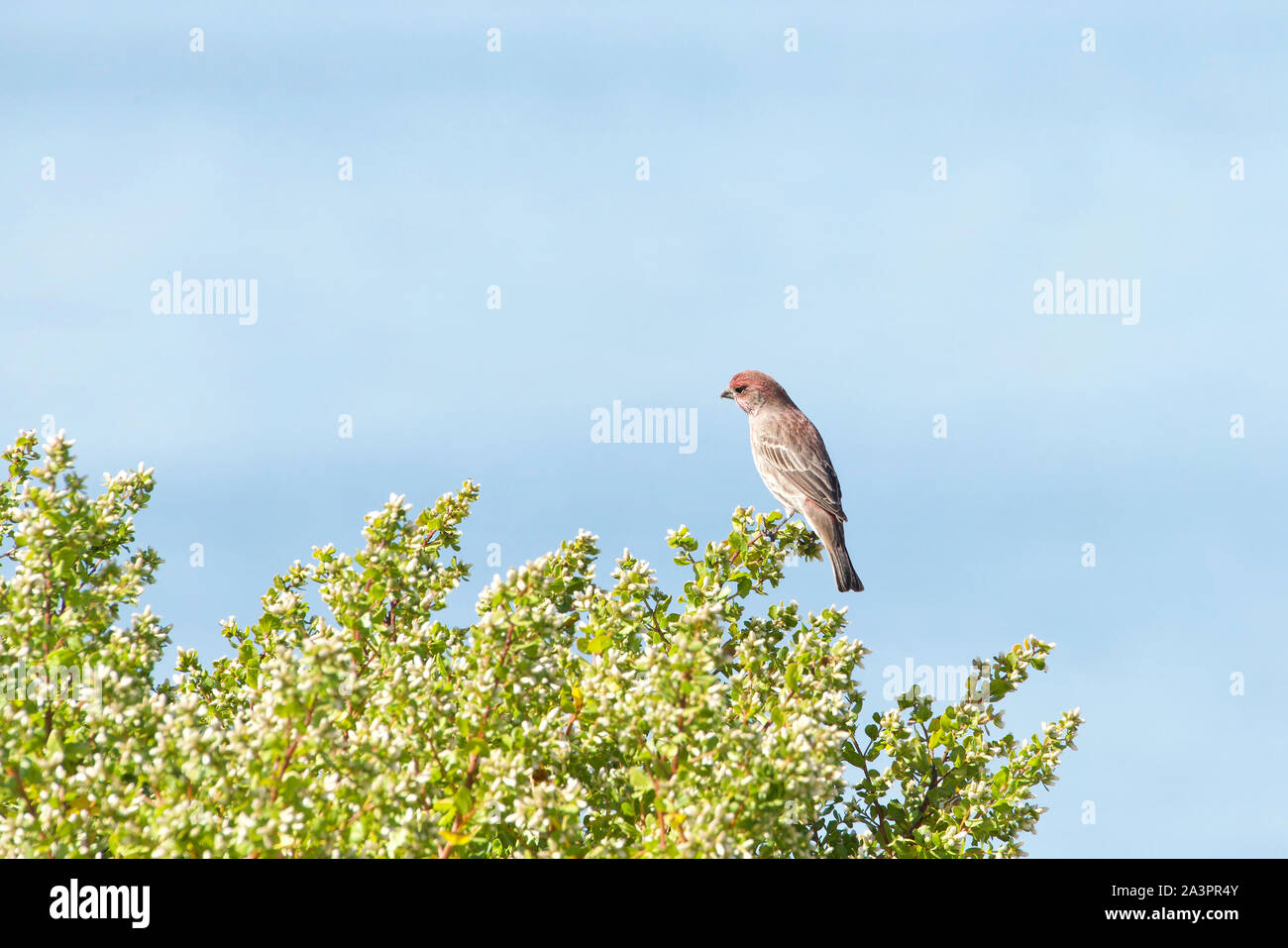 Col finch hi-res stock photography and images - Alamy