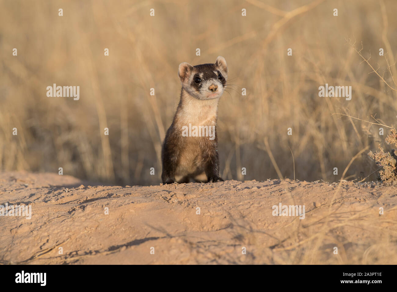 Wild black-footed ferret at release site in Utah Stock Photo - Alamy