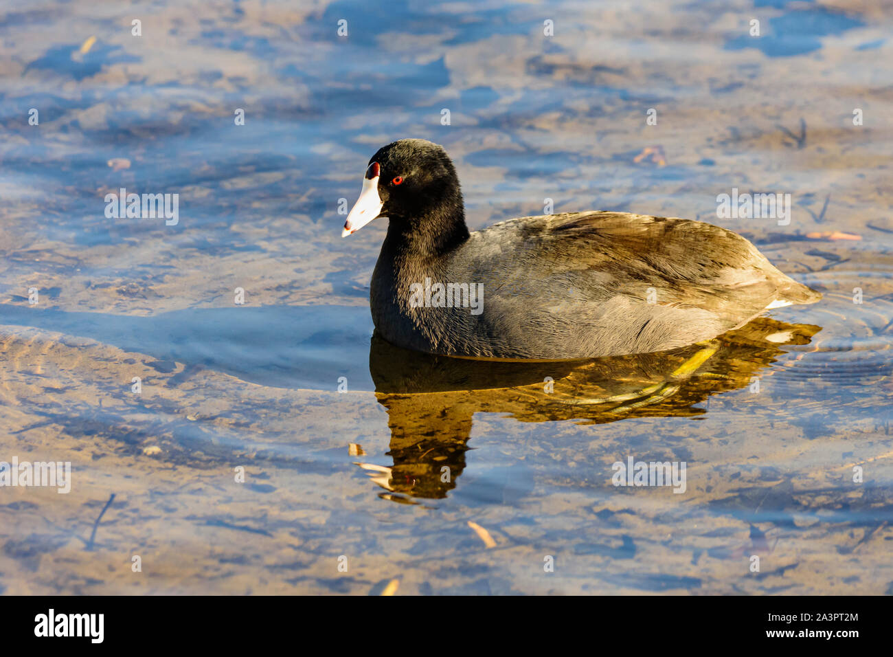 Regional fauna hi-res stock photography and images - Alamy