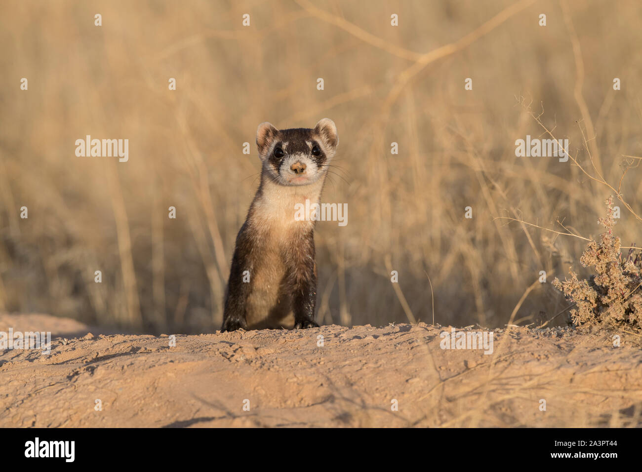 Wild black-footed ferret at release site in Utah Stock Photo - Alamy