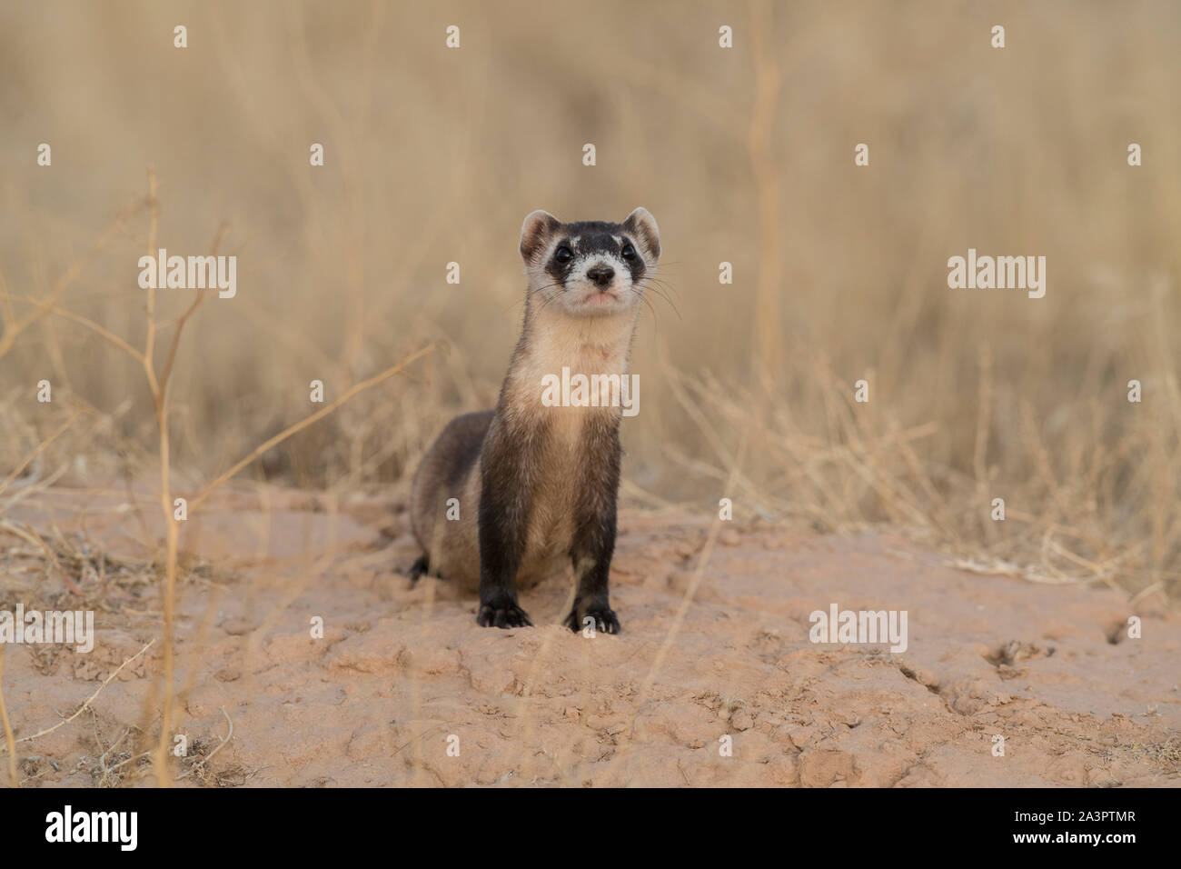 Wild black-footed ferret at release site in Utah Stock Photo - Alamy