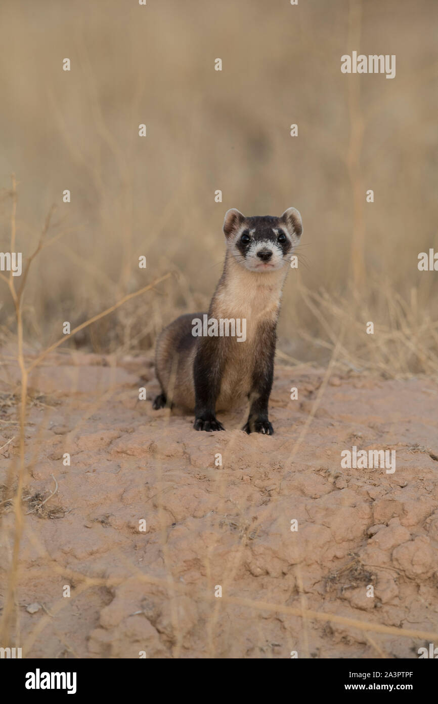 Wild black-footed ferret at release site in Utah Stock Photo - Alamy