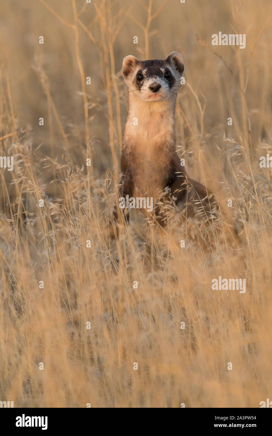Wild black-footed ferret at release site in Utah Stock Photo - Alamy