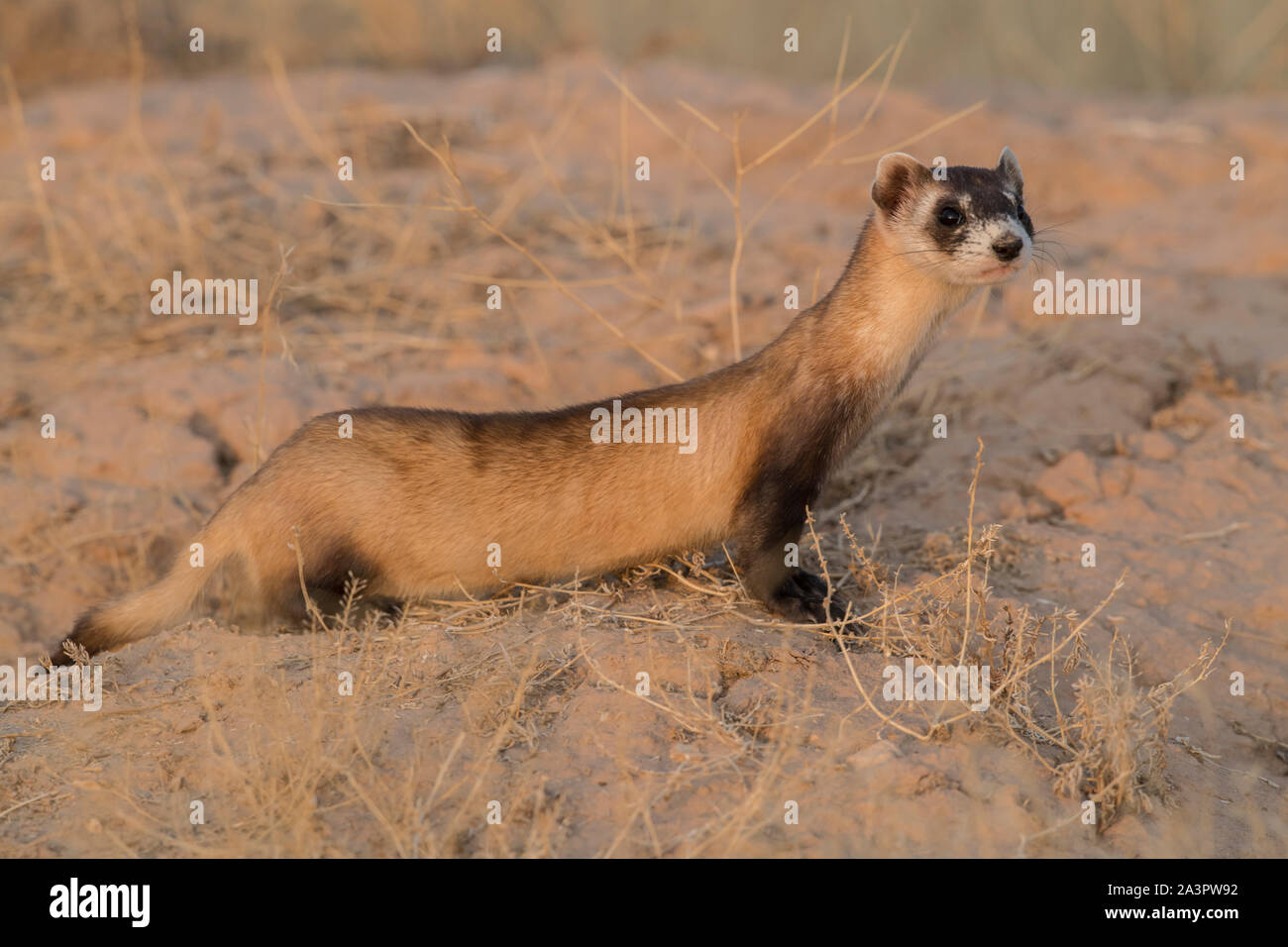 Wild black-footed ferret at release site in Utah Stock Photo - Alamy