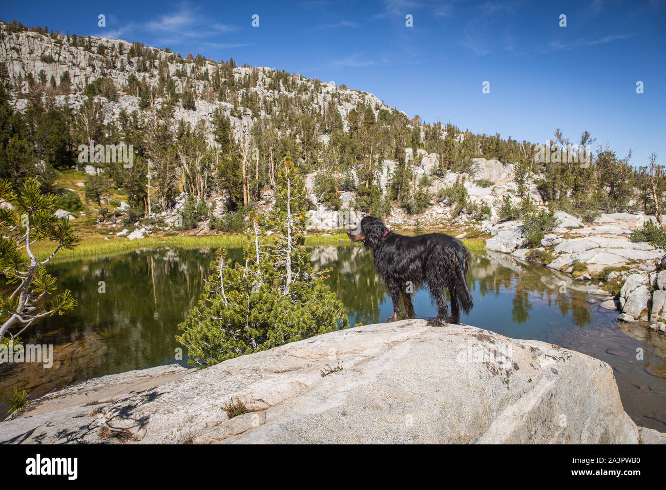 A Gordon Setter dog at Gem lakes off the Morgan Pass trail in the ...