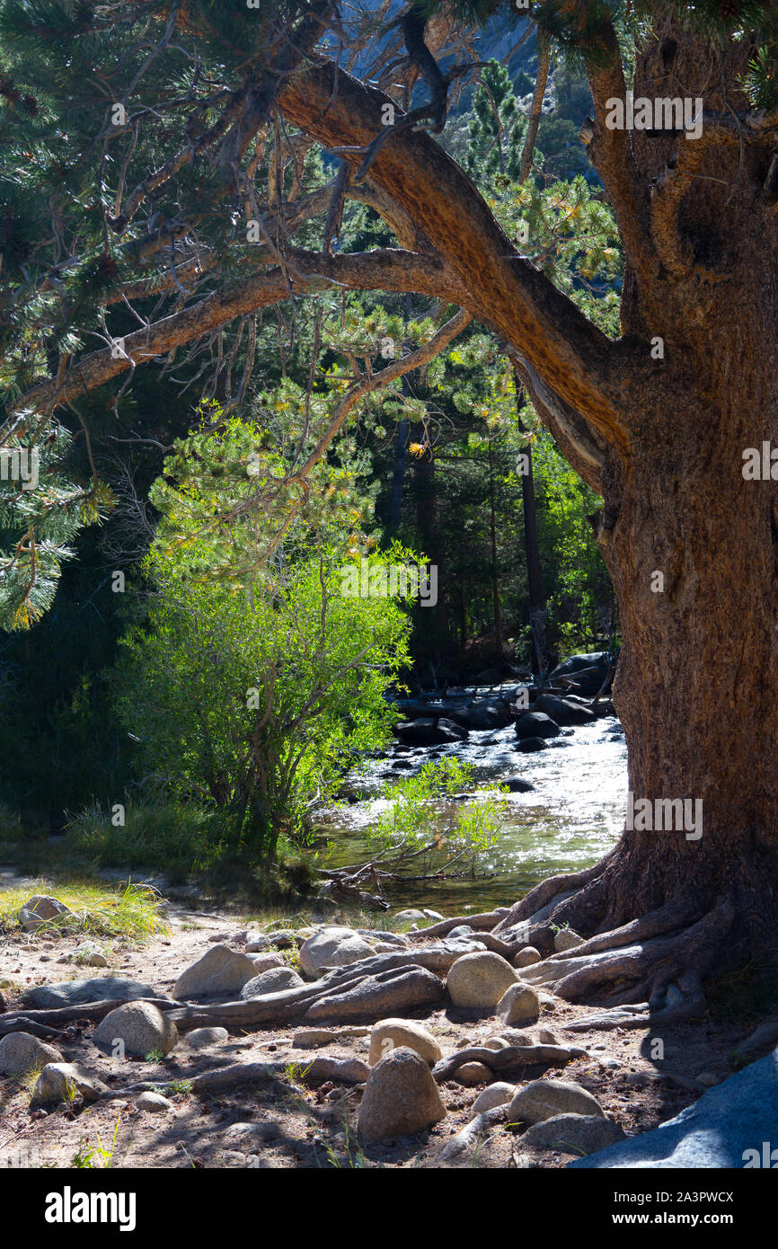Back lit Old tree along a forest riverbank with flowing water over a ...