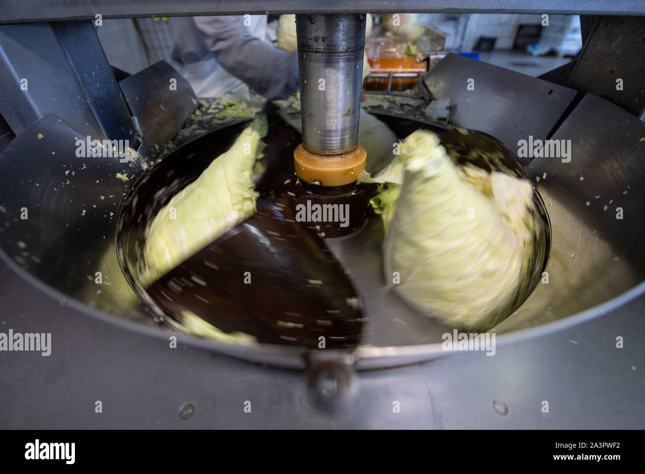 Filderstadt, Germany. 09th Oct, 2019. pointed cabbages are planed so ...