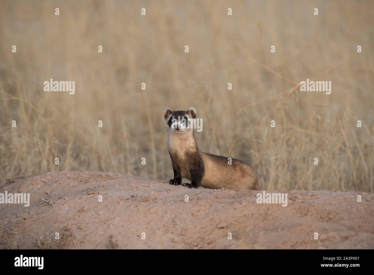 Wild black-footed ferret at release site in Utah Stock Photo - Alamy