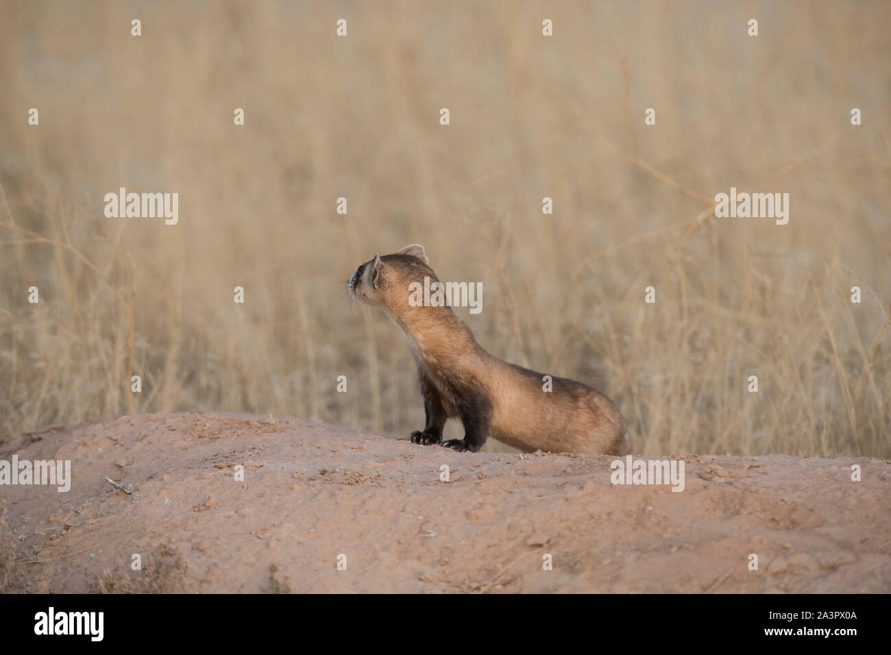 Wild black-footed ferret at release site in Utah Stock Photo - Alamy