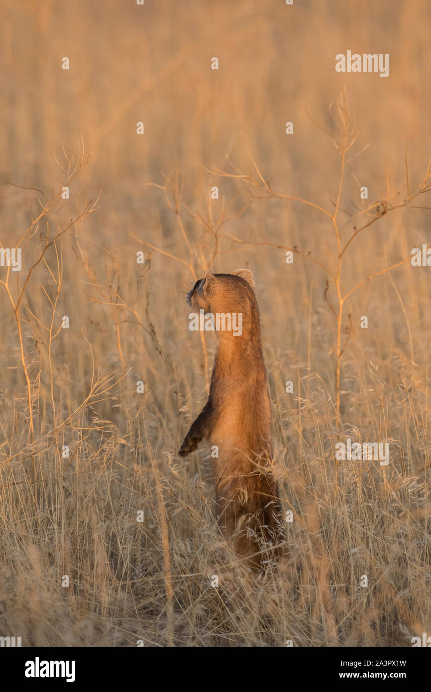 Ferret at release site coyote basin hi-res stock photography and images ...
