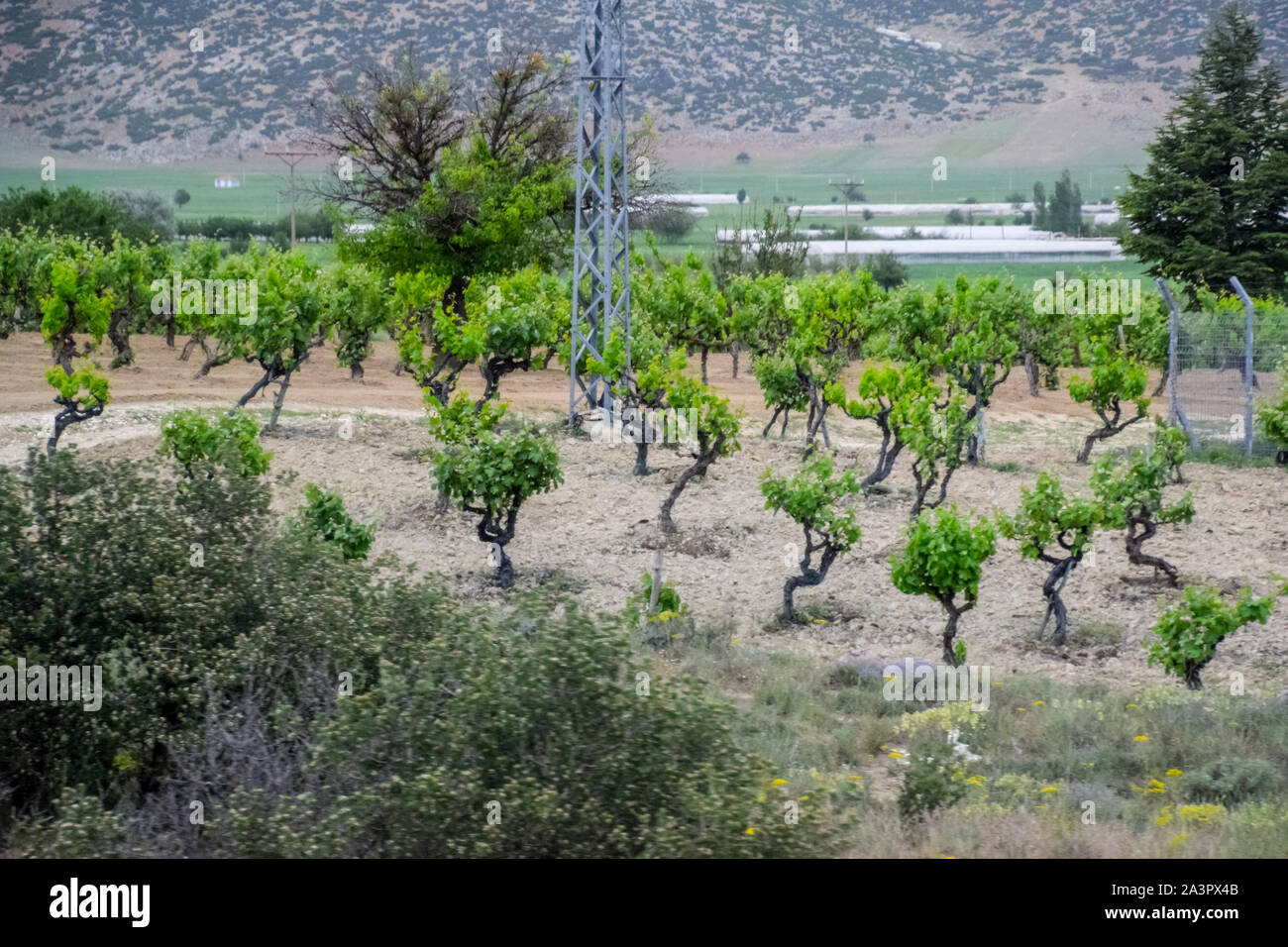 Vineyards in the form of a tree, grape garden Stock Photo - Alamy