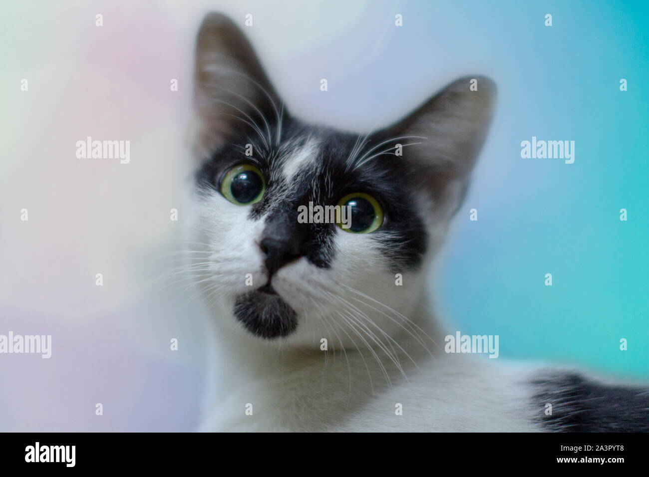 The curious cat was staring to moving object near the windows Stock ...