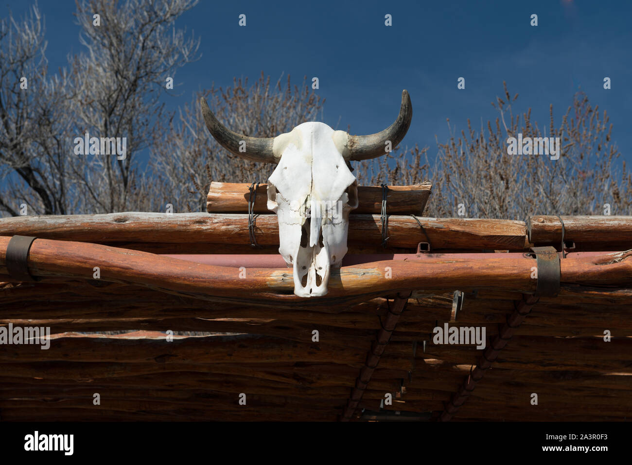 Steer skull ranch hi-res stock photography and images - Alamy