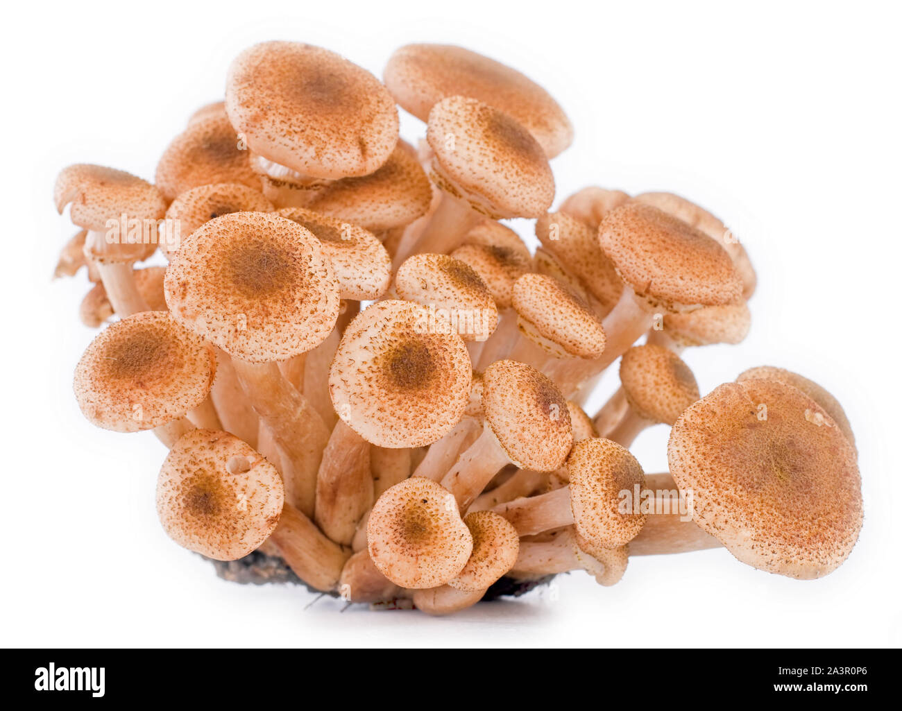 Many mushrooms isolated on white background Stock Photo - Alamy