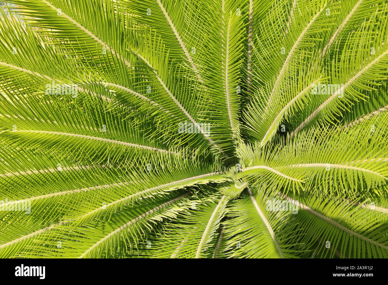 Coconut Tree Leaves Texture