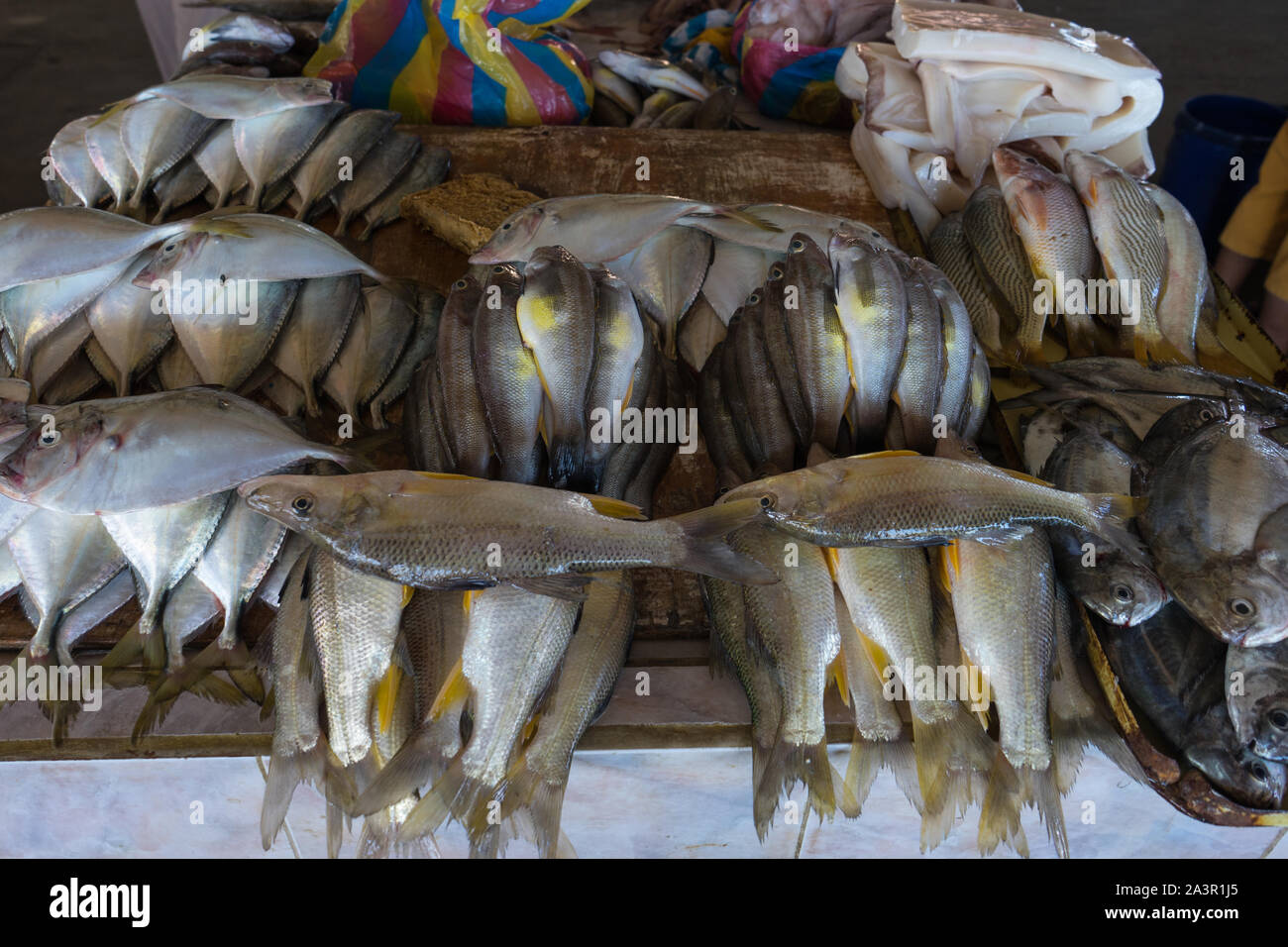 fresh seafood straight from the ocean Stock Photo - Alamy