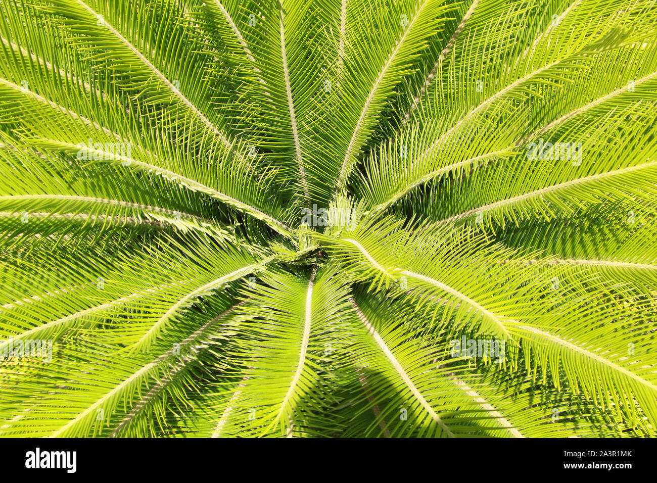 details of coconut palm tree leaf, ideal for green texture background ...
