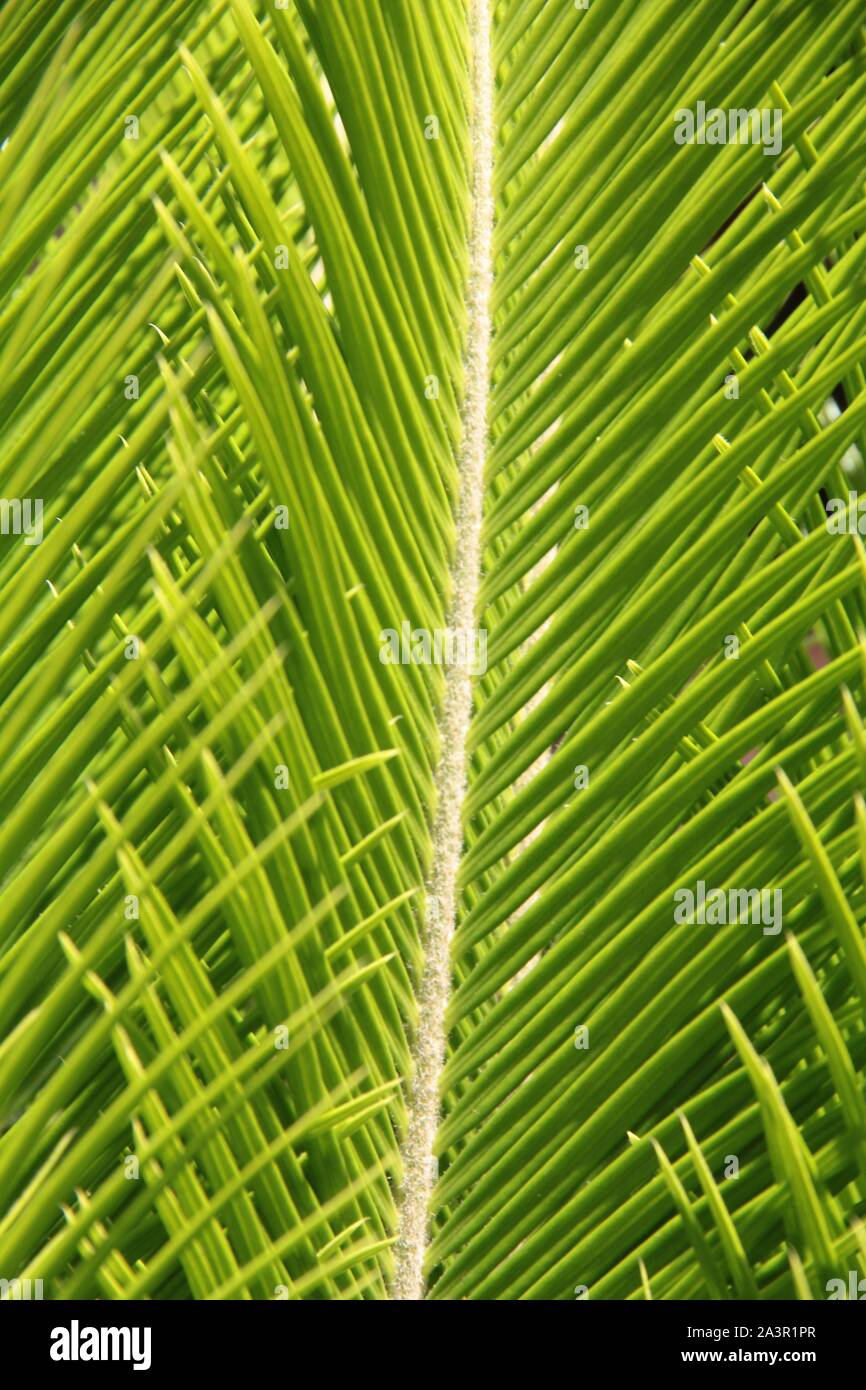 details of coconut palm tree leaf, ideal for green texture background ...