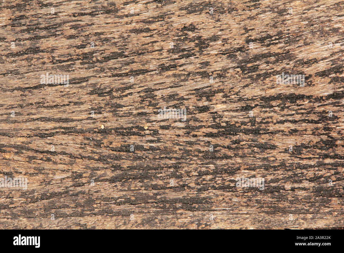 natural rustic wood, ideal for texture background Stock Photo - Alamy
