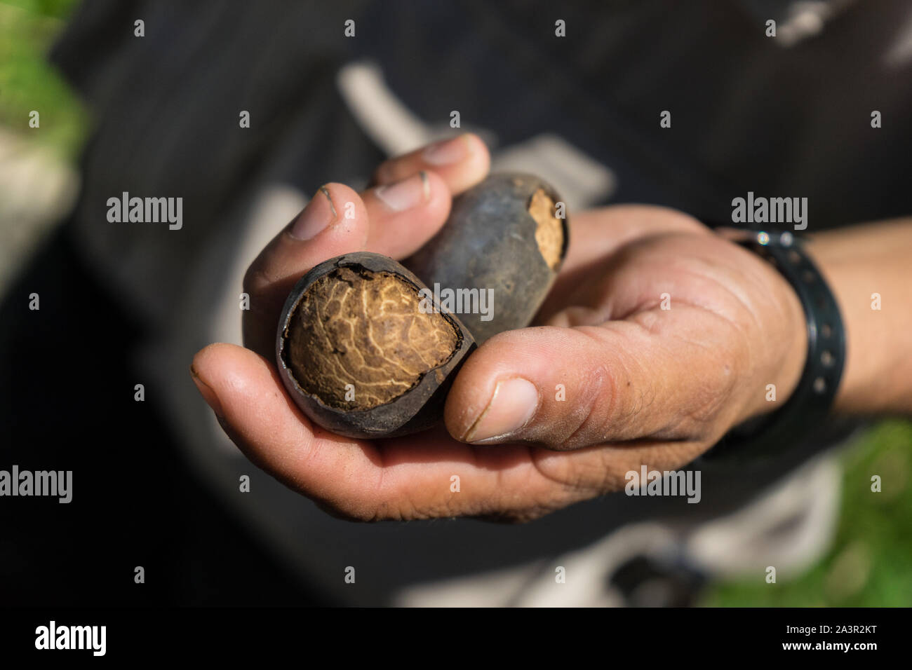 tagua seeds, South America Stock Photo - Alamy