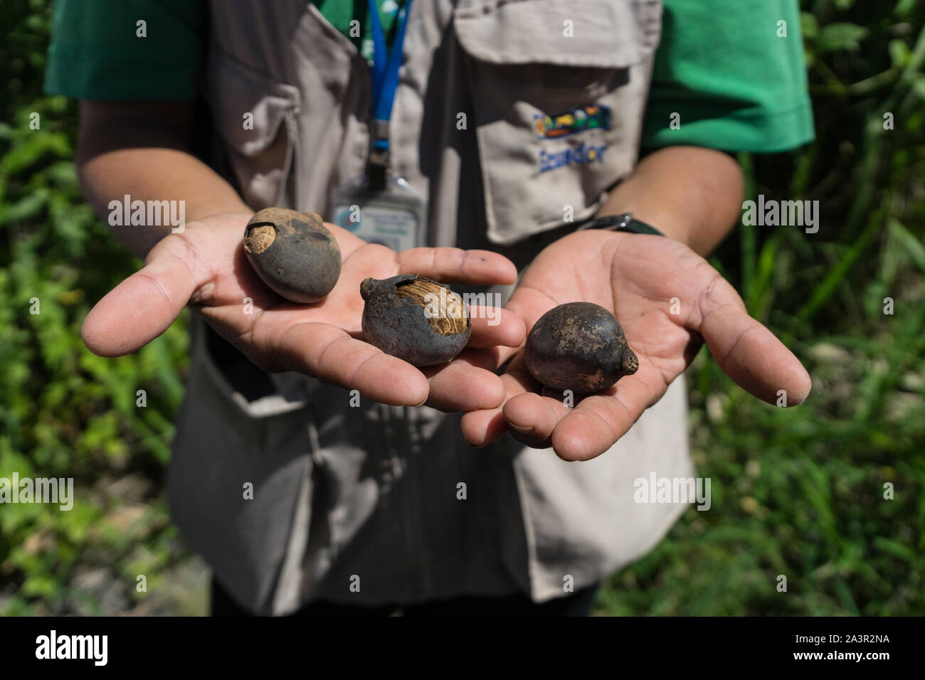 Tagua hi-res stock photography and images - Alamy