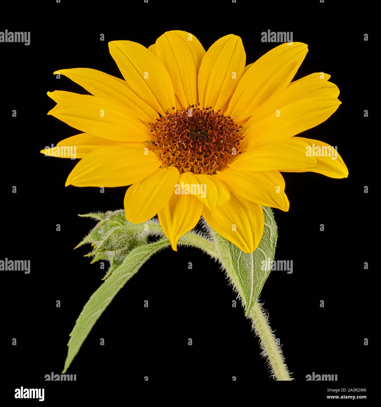 A single yellow Woodland Sunflower and flower pod on a black background ...