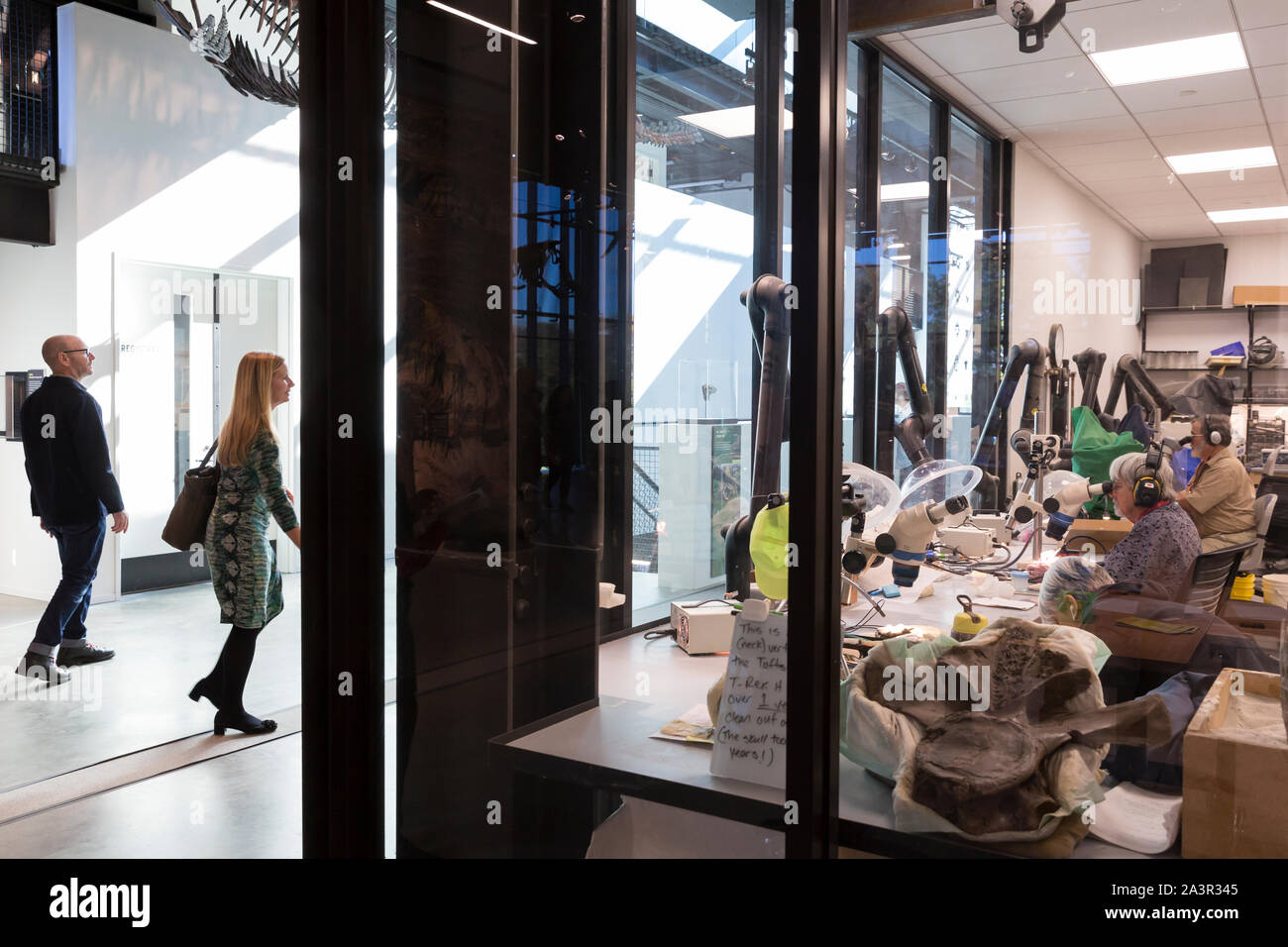 Visitors observe a paleontology workroom at The Burke Museum on October ...