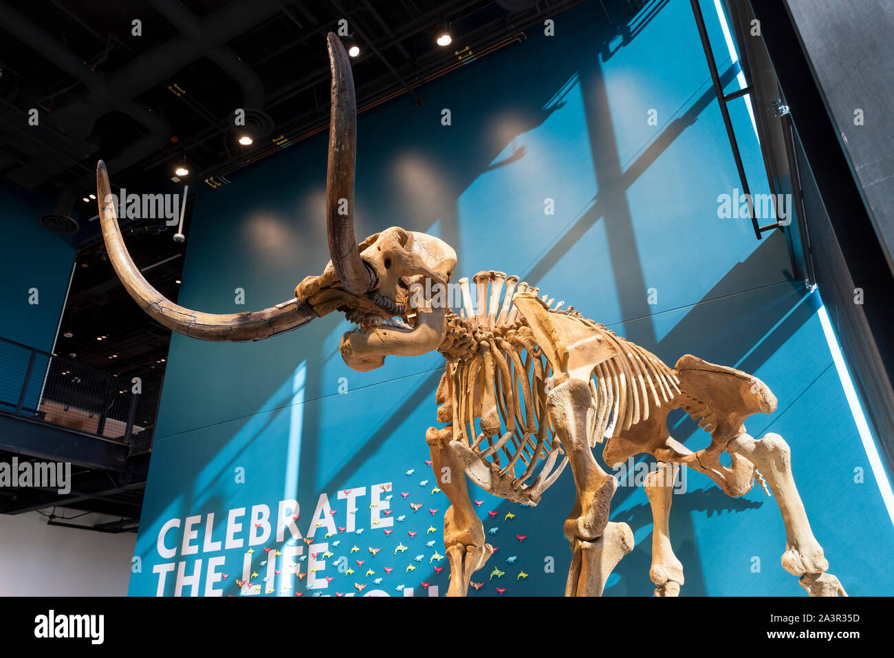 A cast of a mastodon greets visitors during a preview at The Burke ...