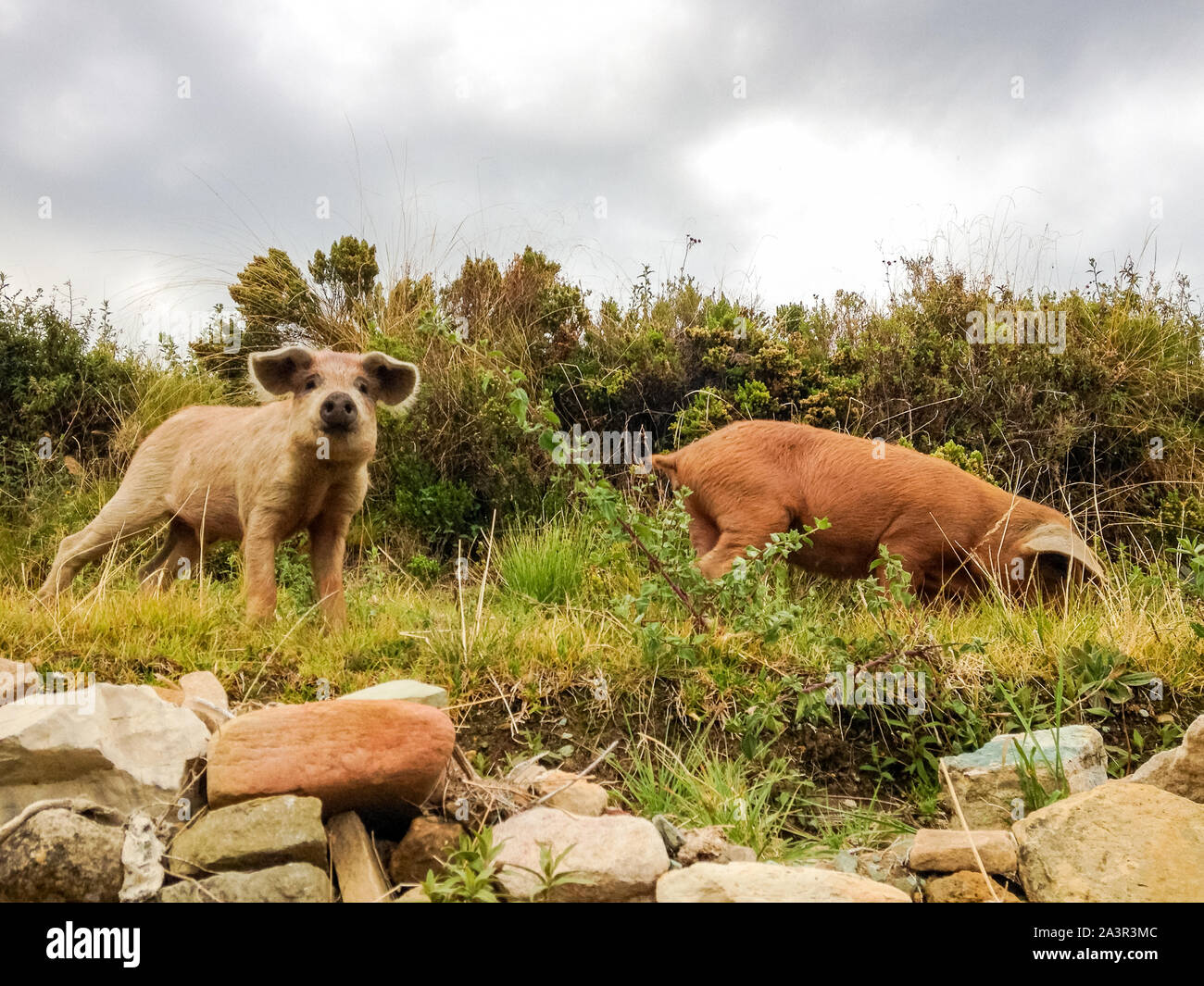 Two Small Pigs Hanging Out On Some Old Stone Wall With Bushes In Sun ...