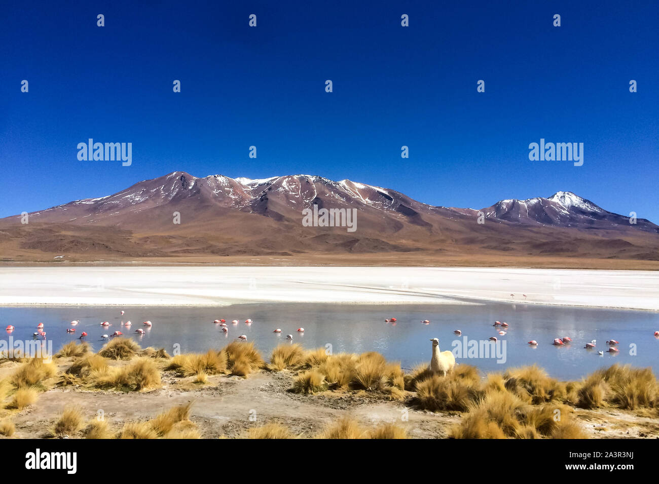 Lama and a Group of Flamingos on Laguna Hedionda (Stinking Lake) in ...
