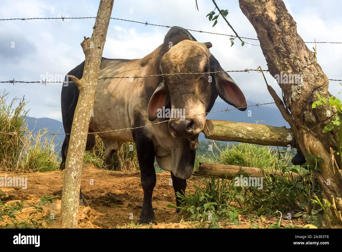 Cow Resting in Tayrona National Park in Colombia Stock Photo - Alamy