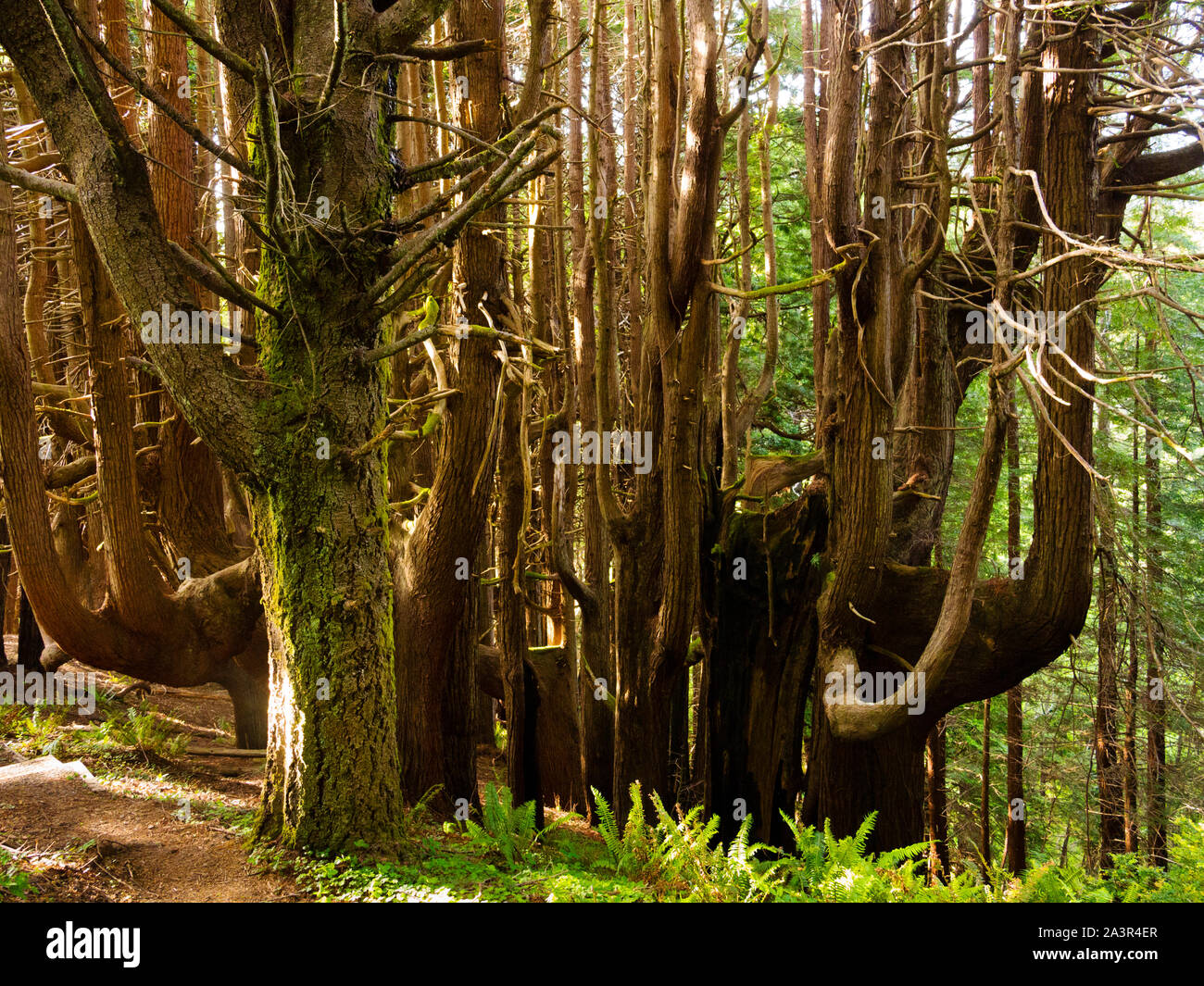 Shady Dell Redwoods, Enchanted Forest, Lost Coast, California Stock ...