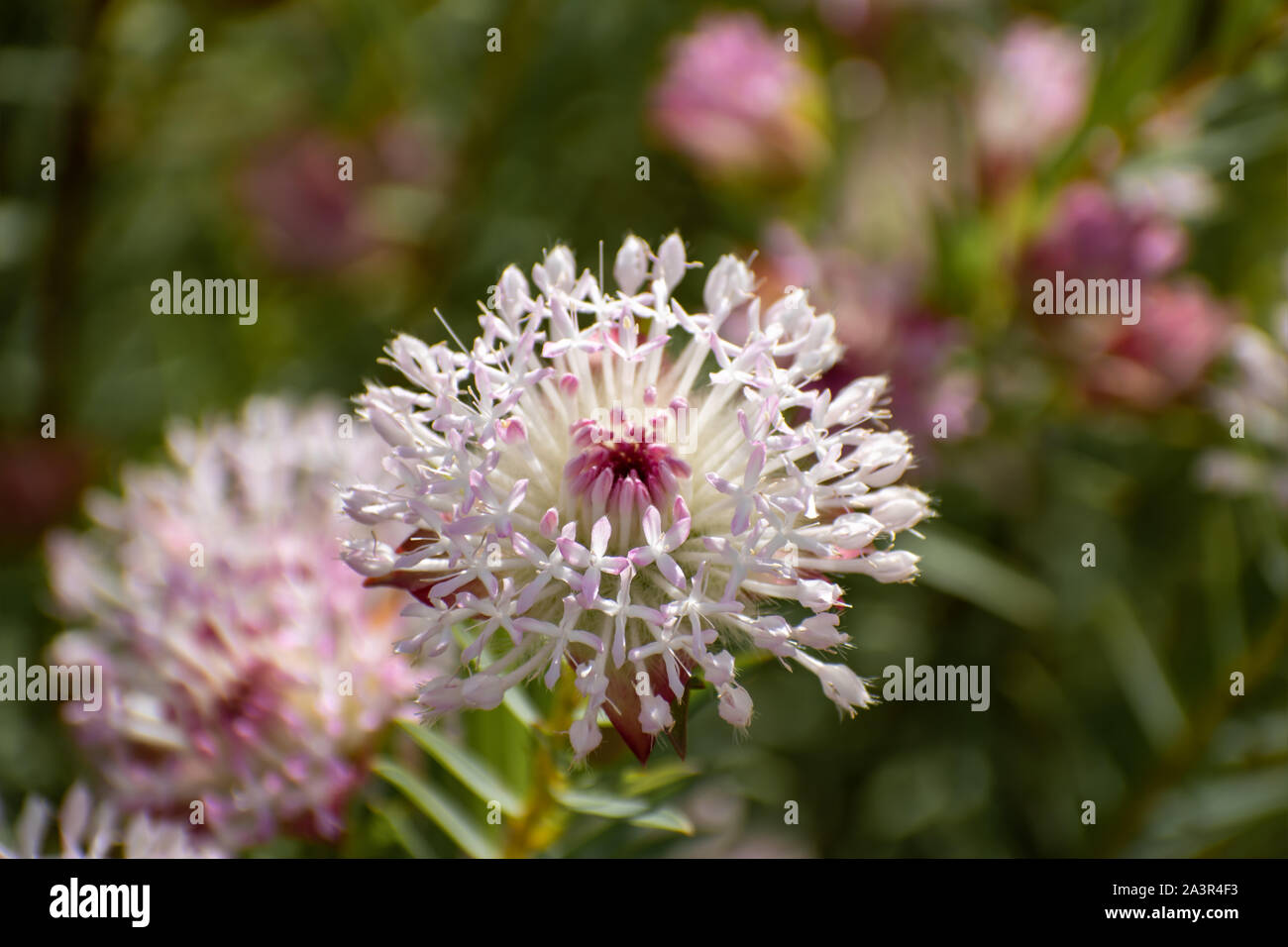 Floral garden with white flowers blooming Stock Photo - Alamy