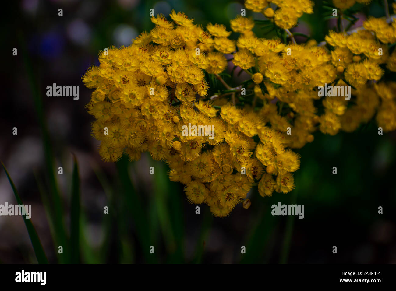 Verticordia chrysantha hi-res stock photography and images - Alamy
