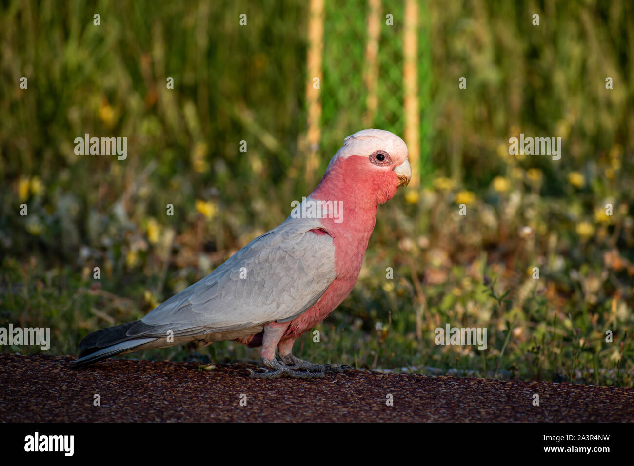 The red cockatoo hi-res stock photography and images - Alamy
