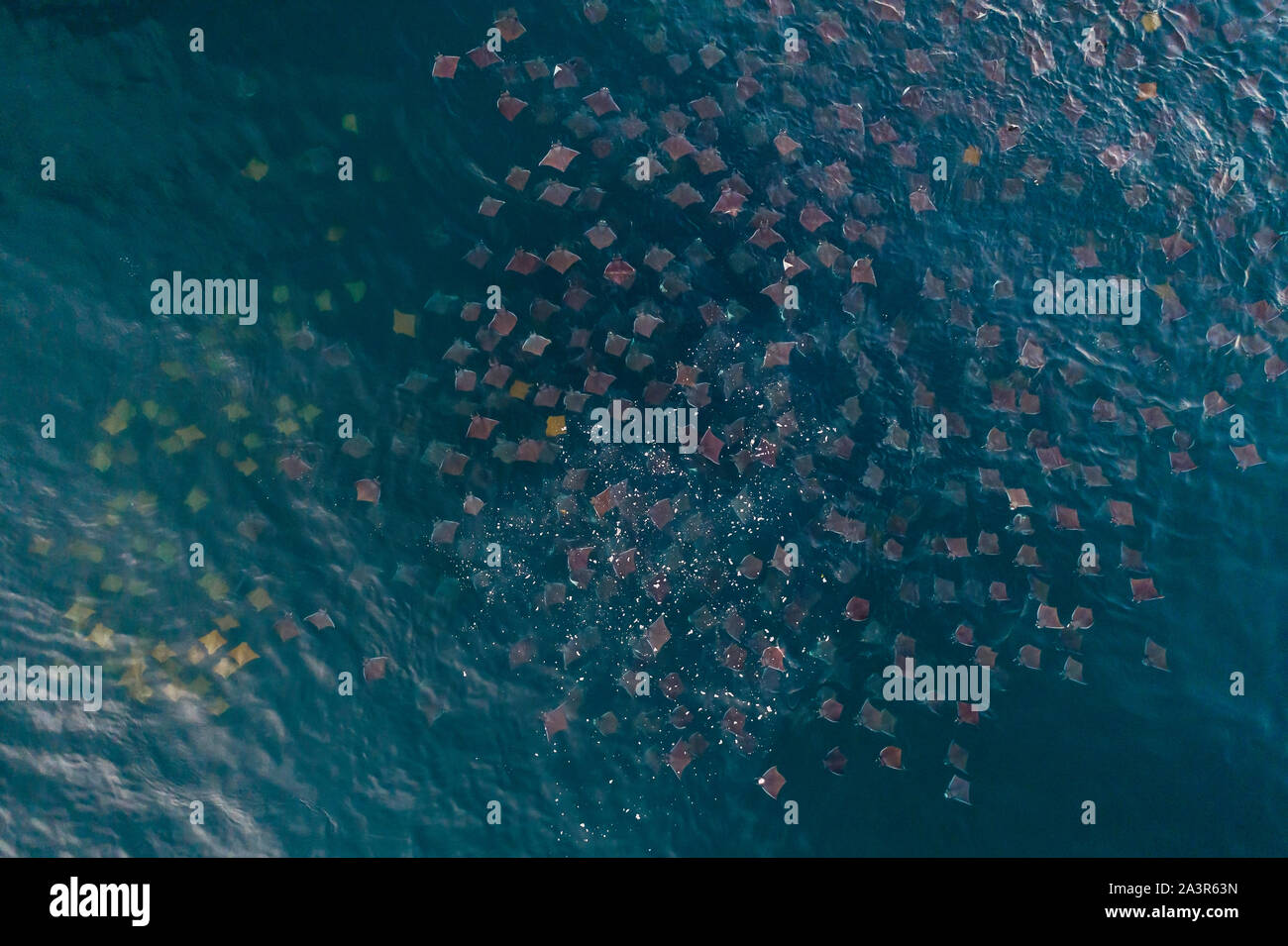 Aerial view of a large school of mobula rays, mobula munkiana, and ...