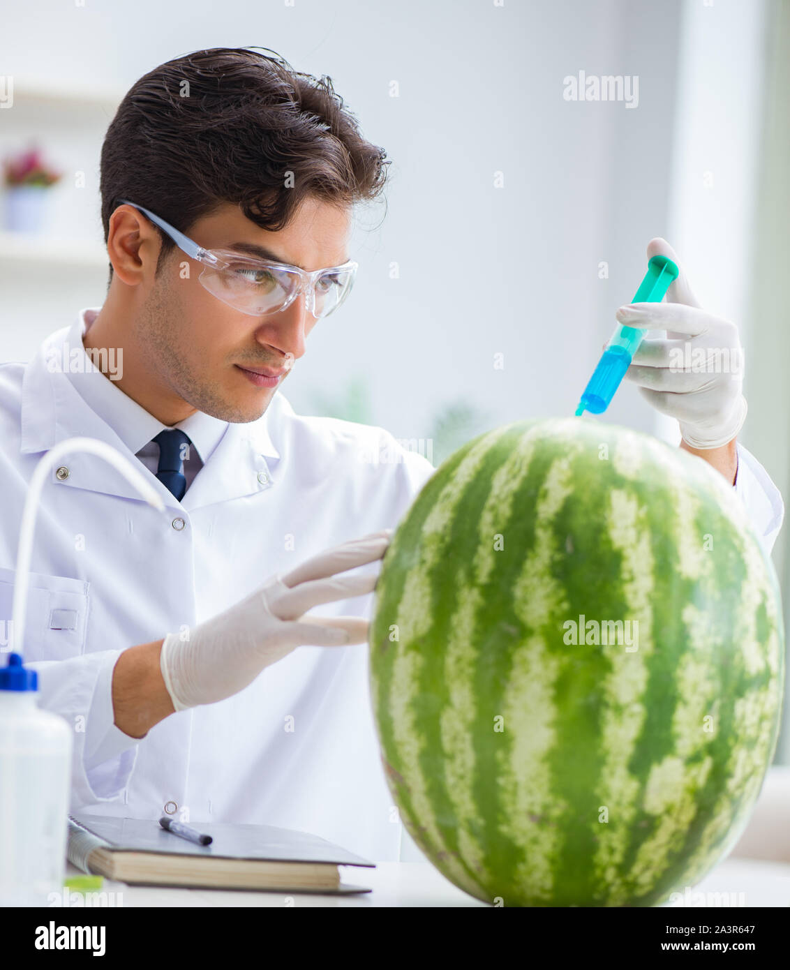 The scientist testing watermelon in lab Stock Photo - Alamy